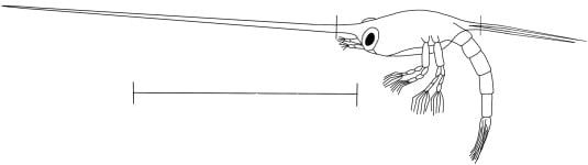 Long spines means smooth swimming for porcelain crab zoea larvae ...